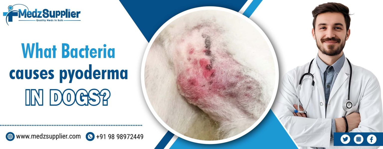 What bacteria causes pyoderma in dogs? - Medzsupplier